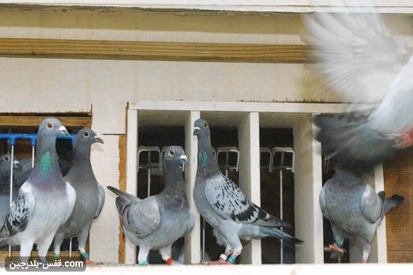 ساخت لانه کبوتر با چوب چگونه انجام می‌شود؟